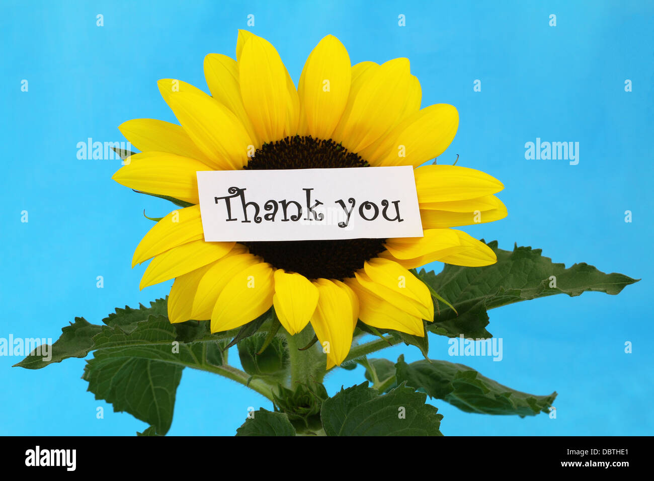 Thank you note on sunflower on blue background Stock Photo - Alamy