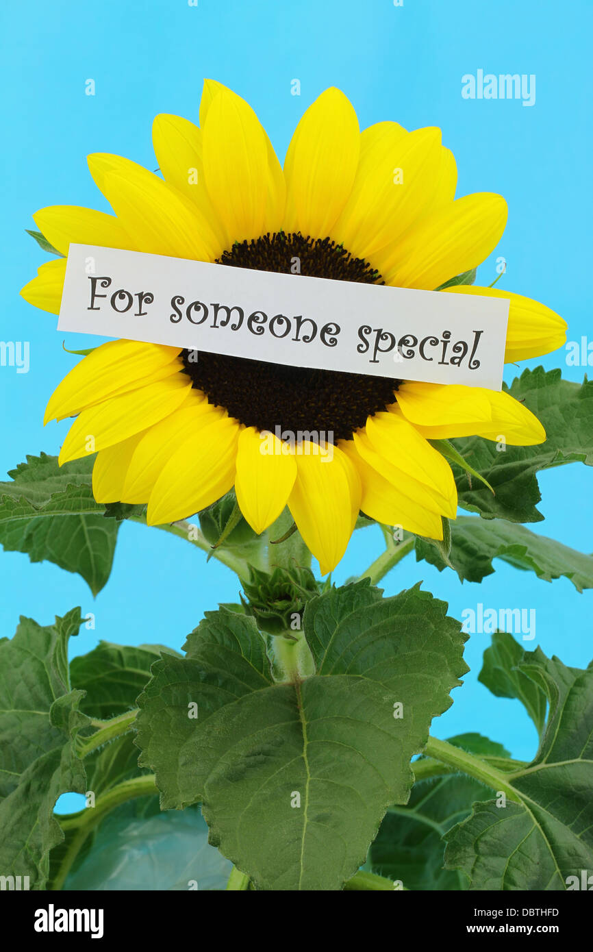 For someone special note on sunflower Stock Photo - Alamy