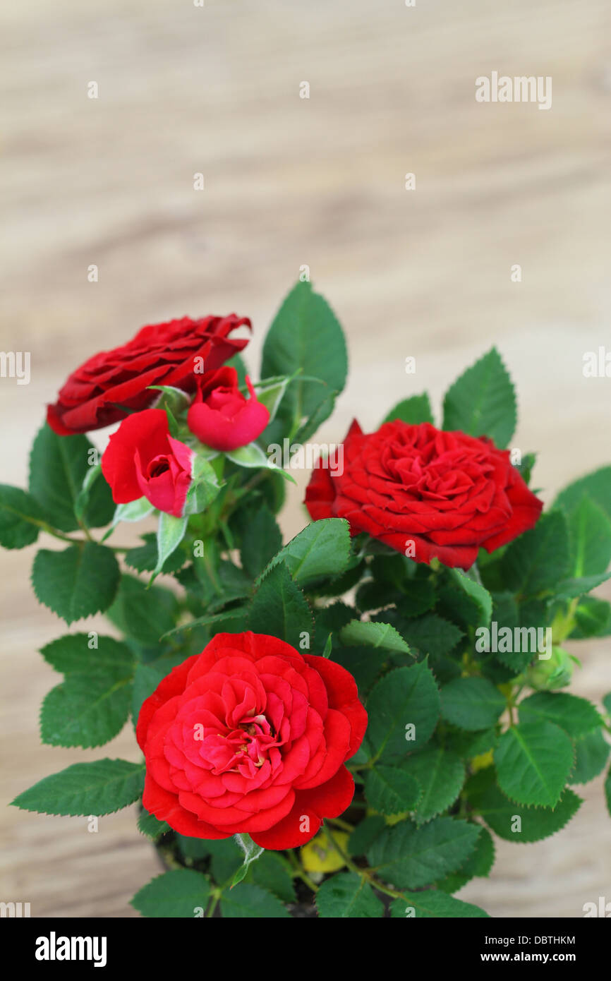 Red wild roses hi-res stock photography and images - Alamy