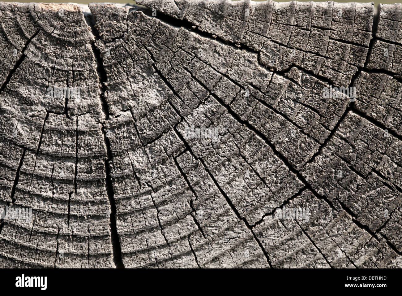 Old wooden log section background texture Stock Photo - Alamy
