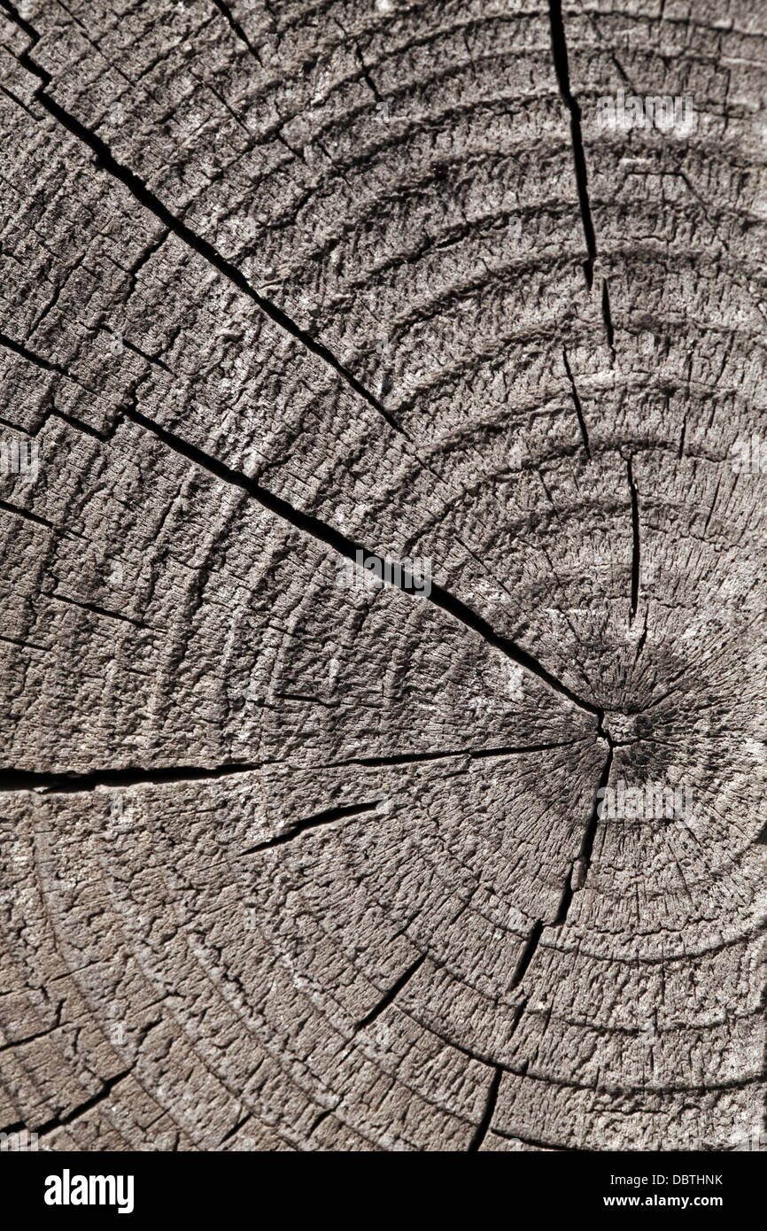 Wood circular pattern hi-res stock photography and images - Alamy