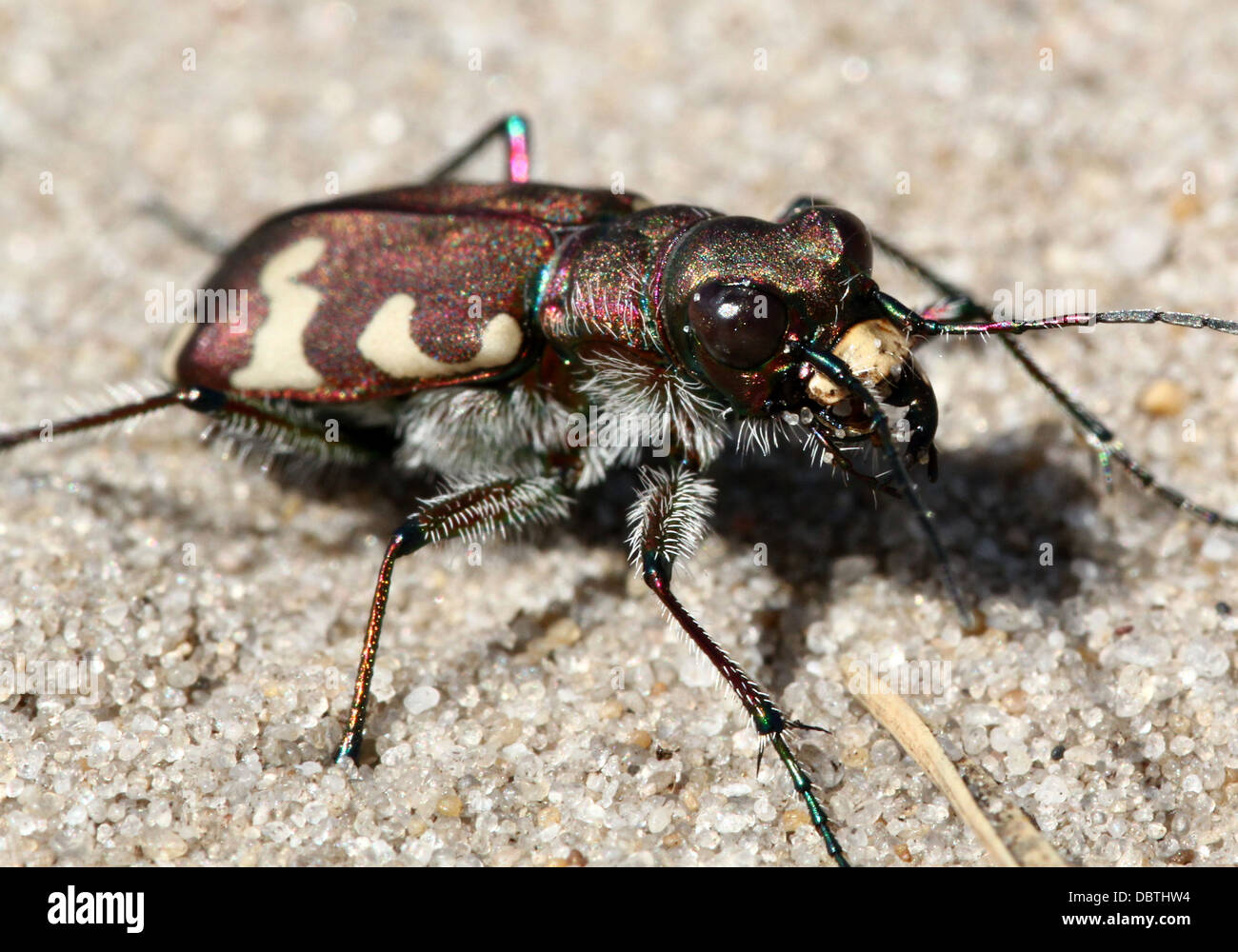 Series of 10 detailed close-ups of Cicindela hybrida, the Northern Dune ...
