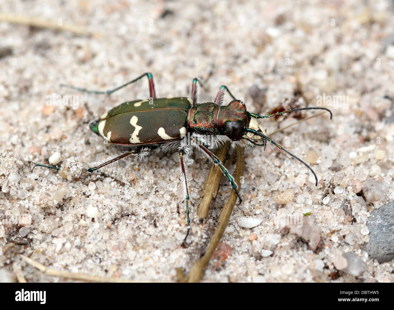 Series of 10 detailed close-ups of Cicindela hybrida, the Northern Dune ...