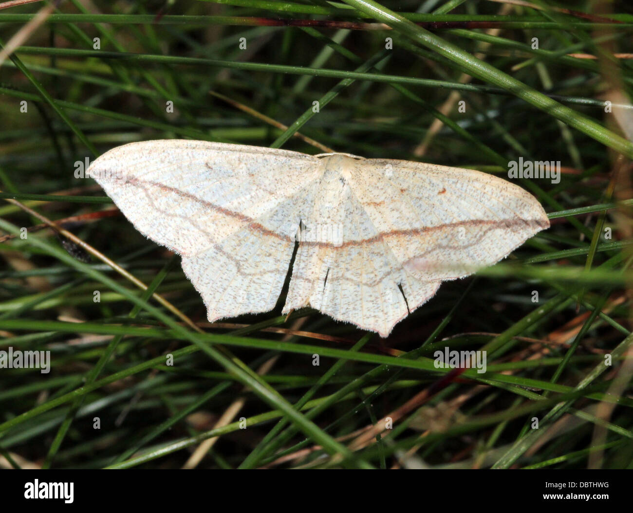 Close-up of the Blood-vein Moth (Timandra comae Stock Photo - Alamy