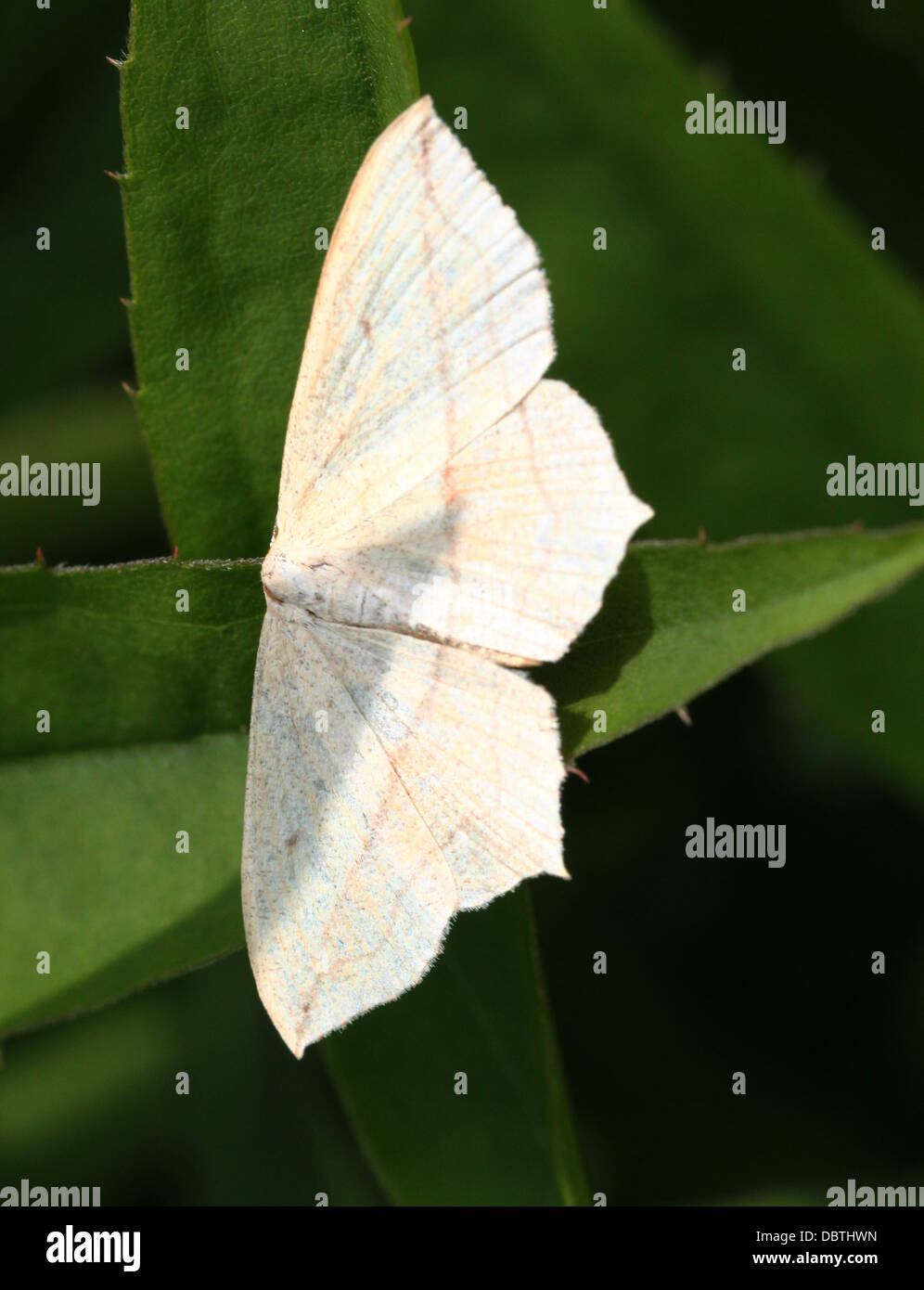 Blood Vein Moth Timandra Comae High Resolution Stock Photography and ...