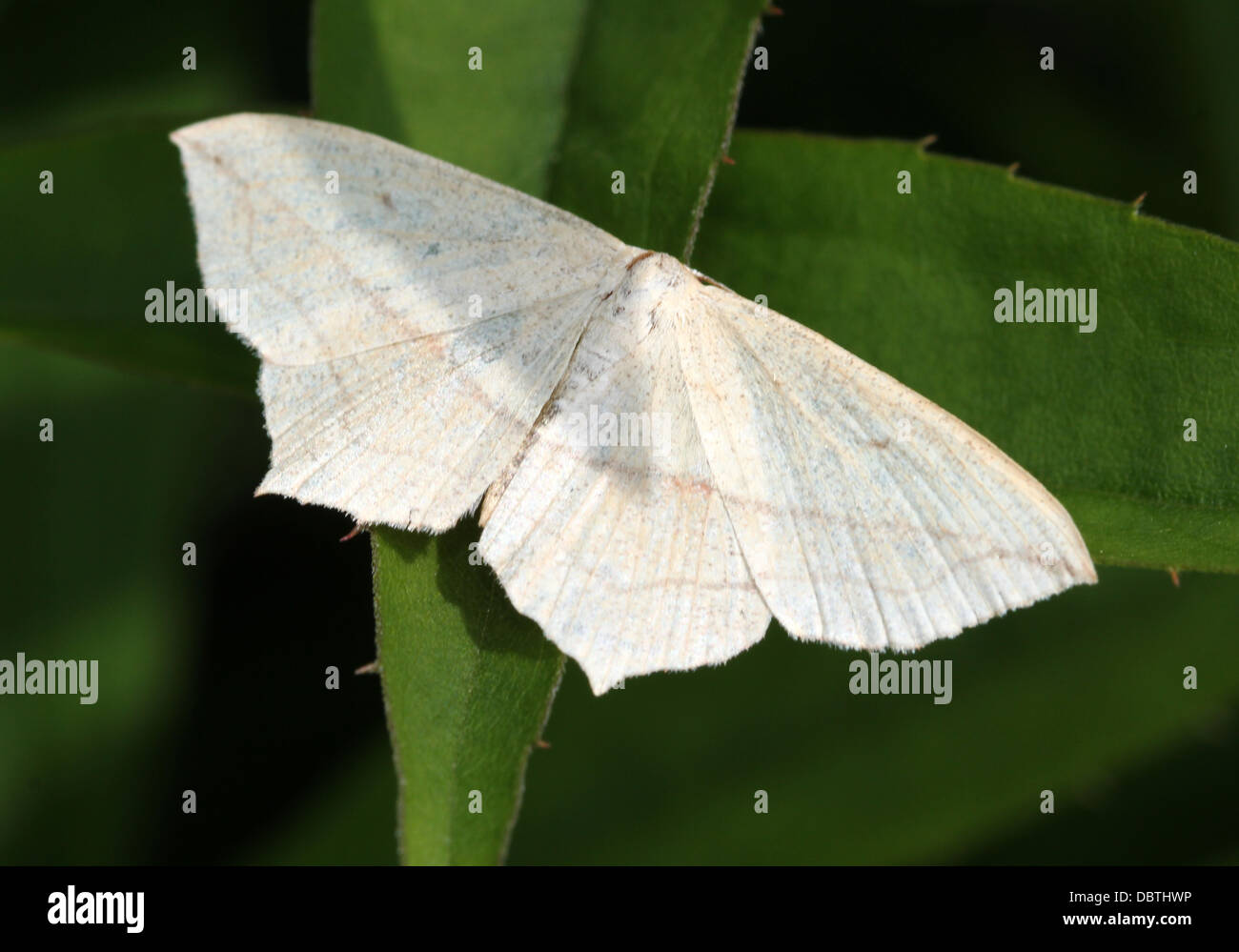 Blood vein moth timandra comae hi-res stock photography and images - Alamy