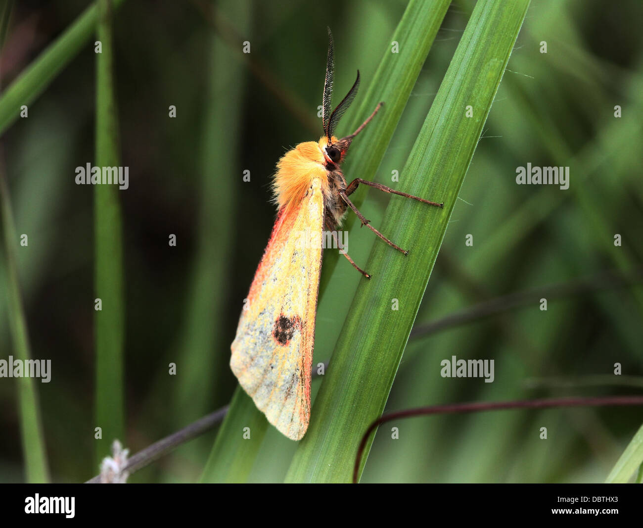Clouded Border Moth High Resolution Stock Photography and Images - Alamy