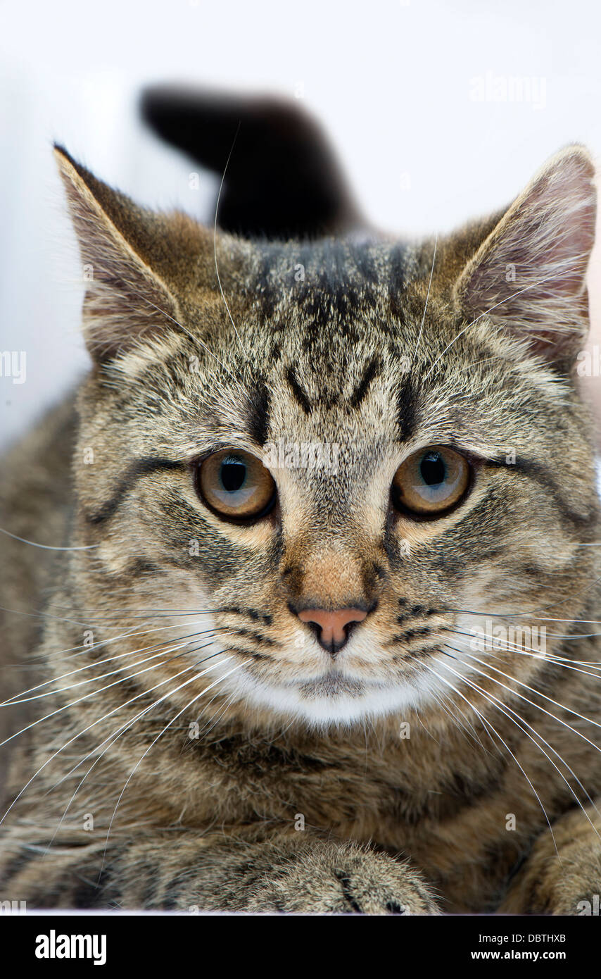 A high quality studio picture of a cat against a white background Stock ...