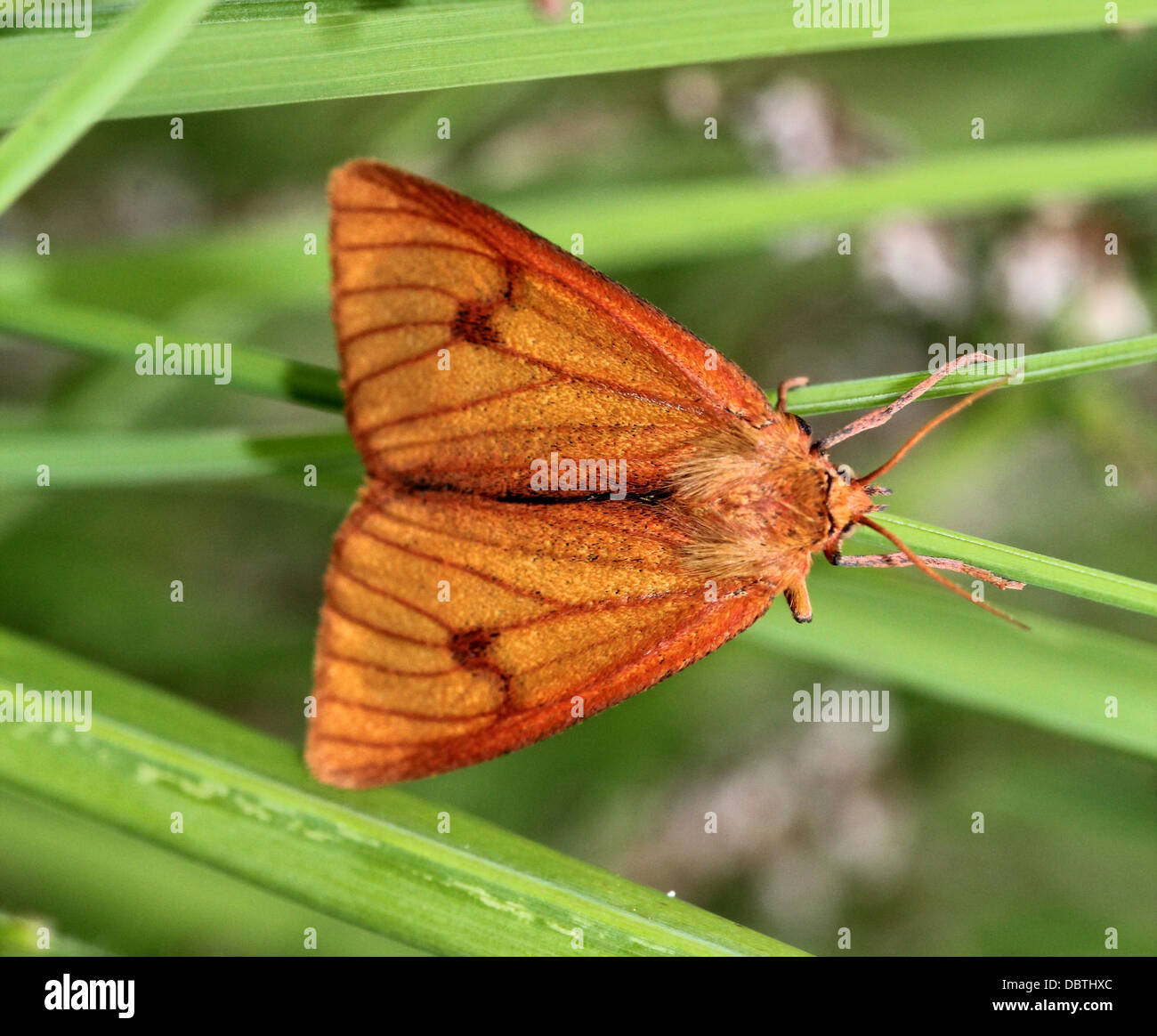 Close-up of a brownish-yellow Female Yellow Clouded Buff moth ...