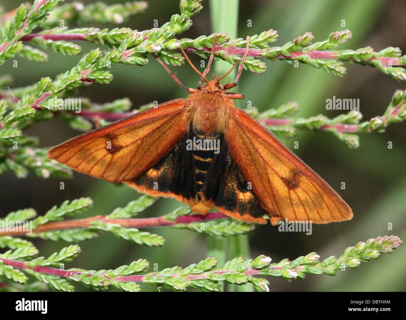 Mariposa border hi-res stock photography and images - Alamy