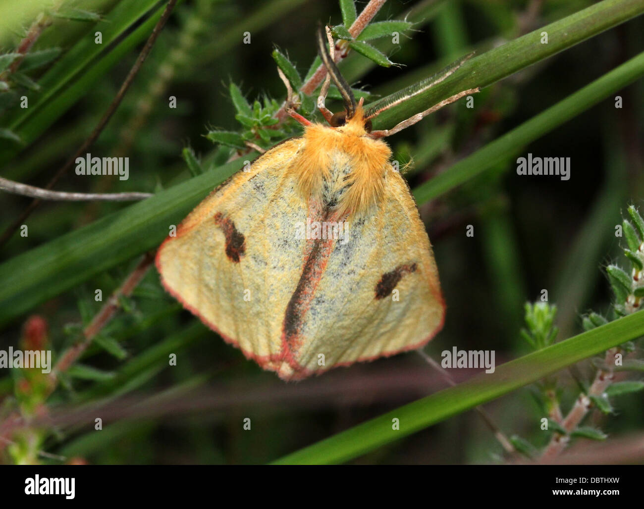 Proboscis worms hi-res stock photography and images - Alamy