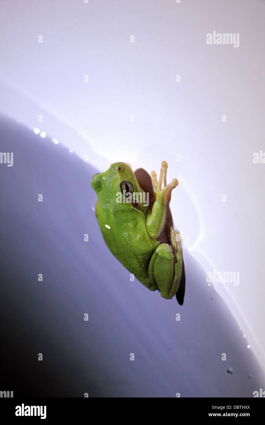 Tyrrhenian tree frog (Hyla sarda) in pool near Calvi, Corsica Stock ...