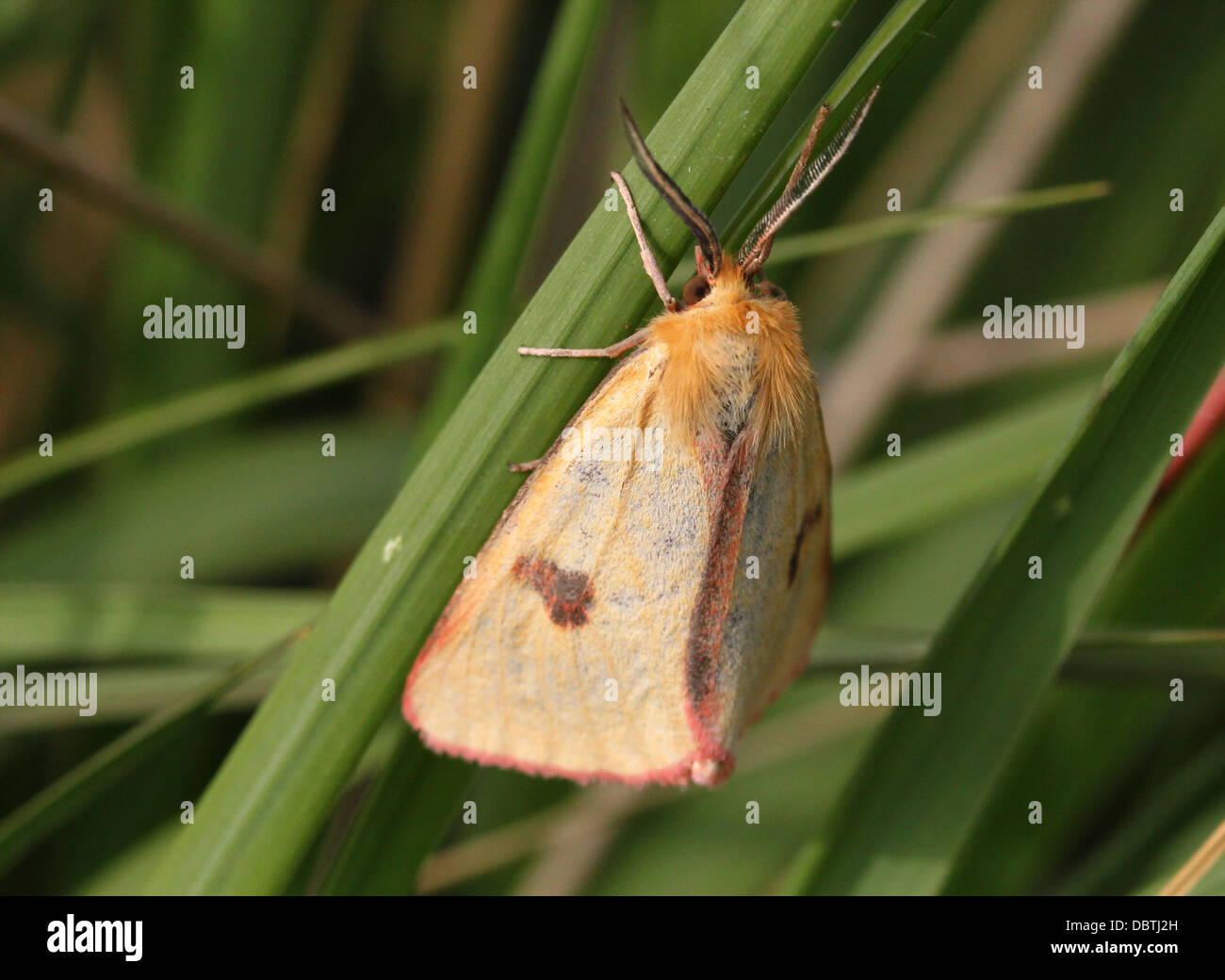 Close-up of a Male Yellow Clouded Buff moth (Diacrisia sannio Stock ...