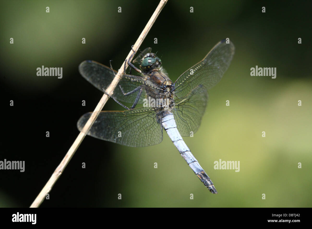 Male and female structures hi-res stock photography and images - Alamy
