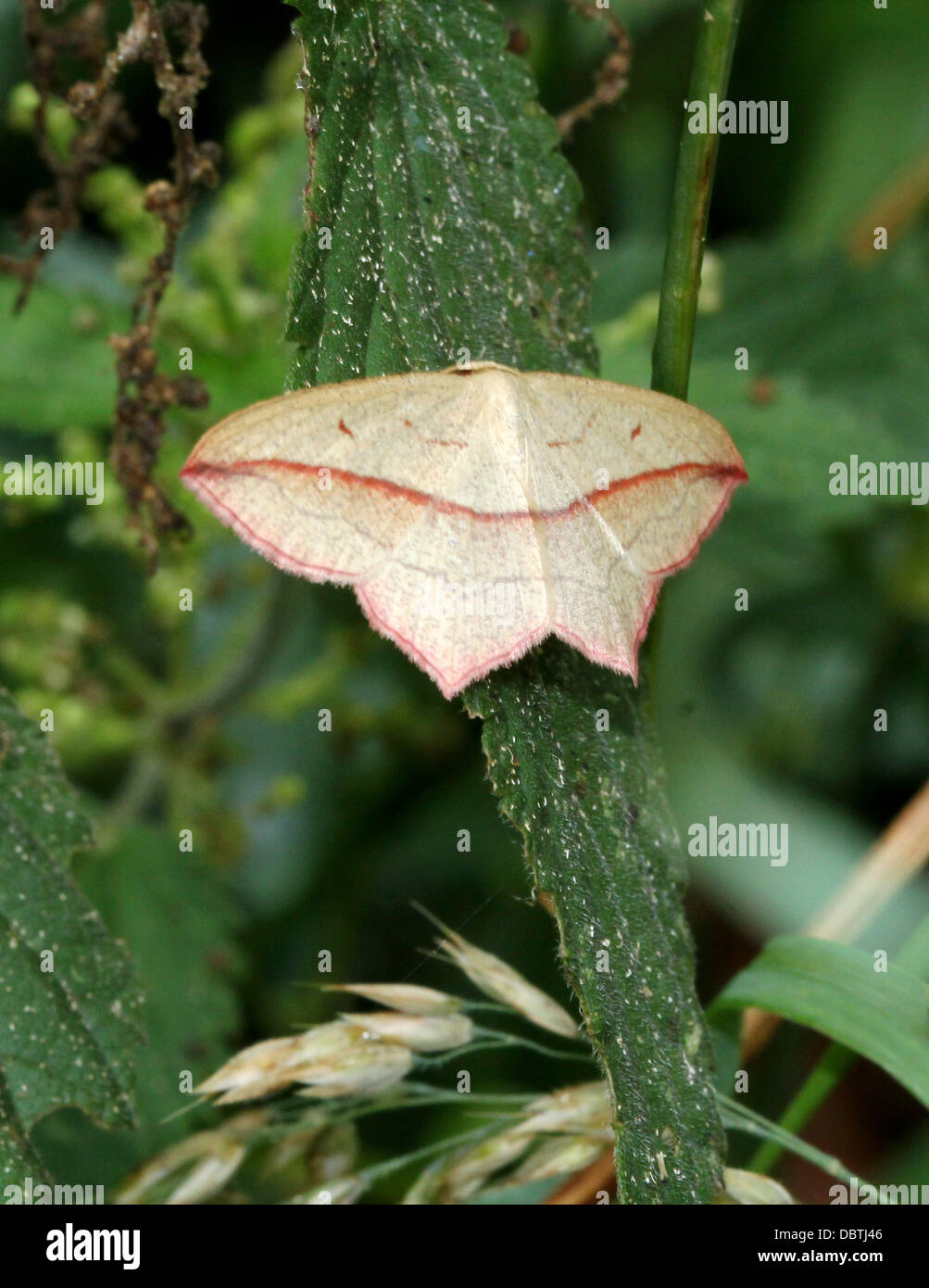 Close-up of the Blood-vein Moth (Timandra comae Stock Photo - Alamy