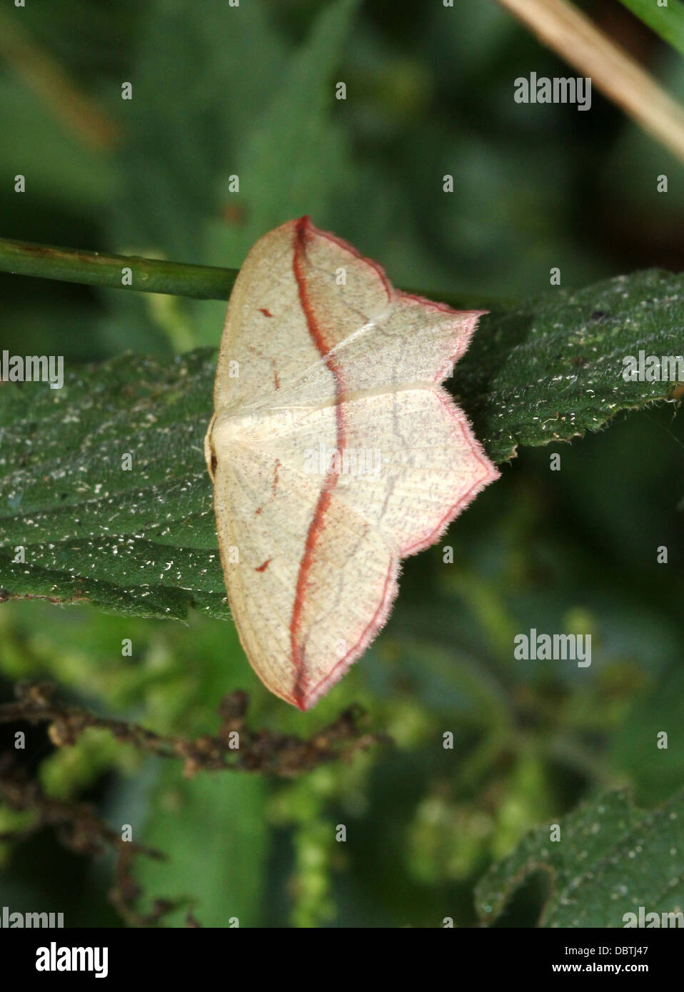 Blood Vein Moth Timandra Comae High Resolution Stock Photography and ...