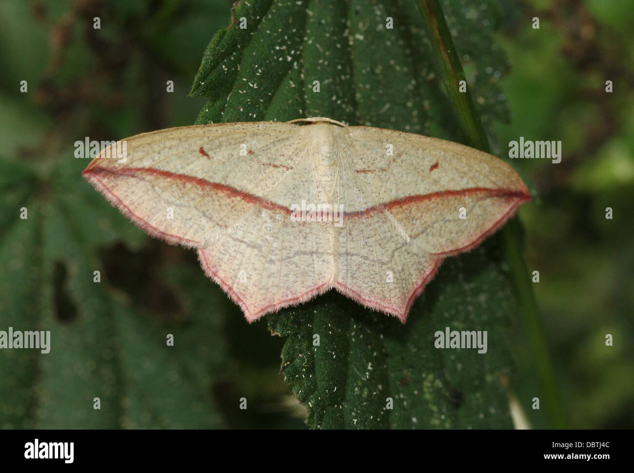 Close-up of the Blood-vein Moth (Timandra comae Stock Photo - Alamy