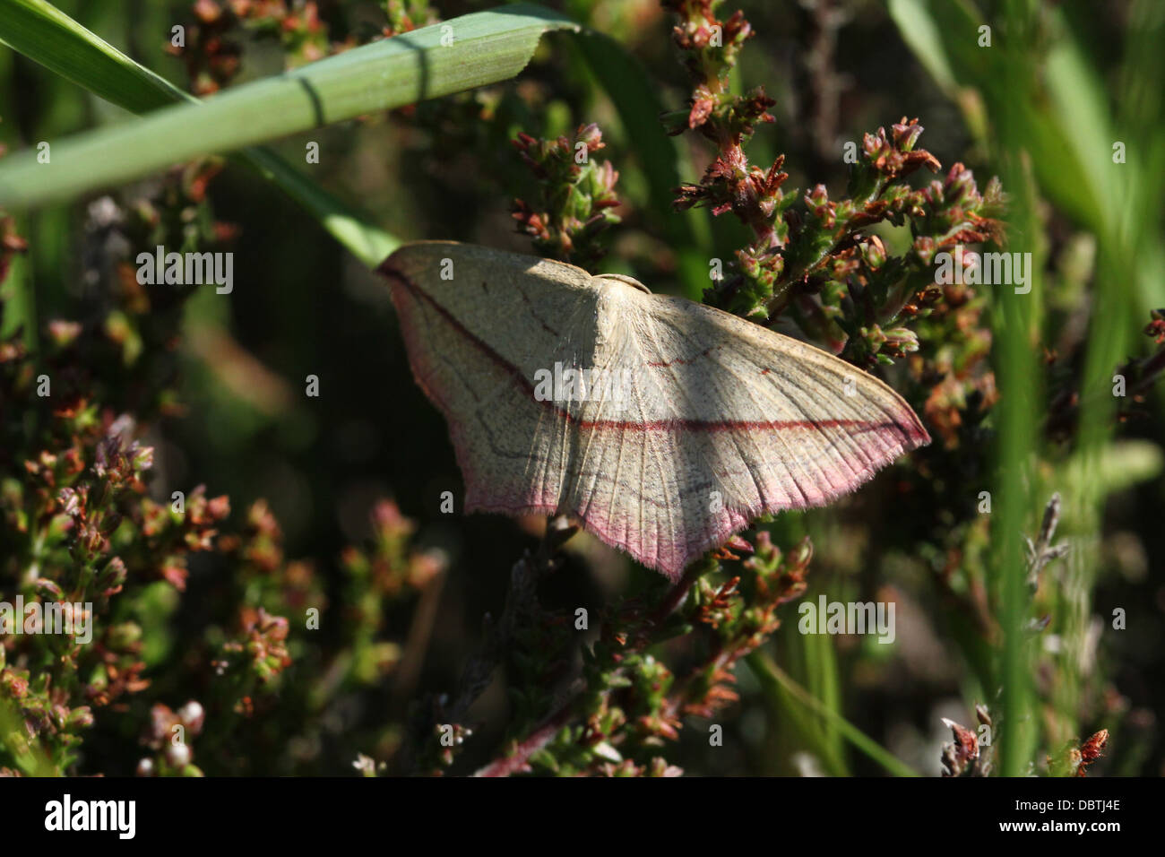 Blood vein moth timandra comae hi-res stock photography and images - Alamy