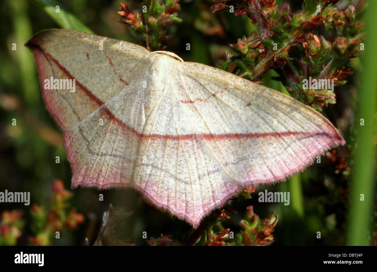 Blood vein moth hi-res stock photography and images - Alamy