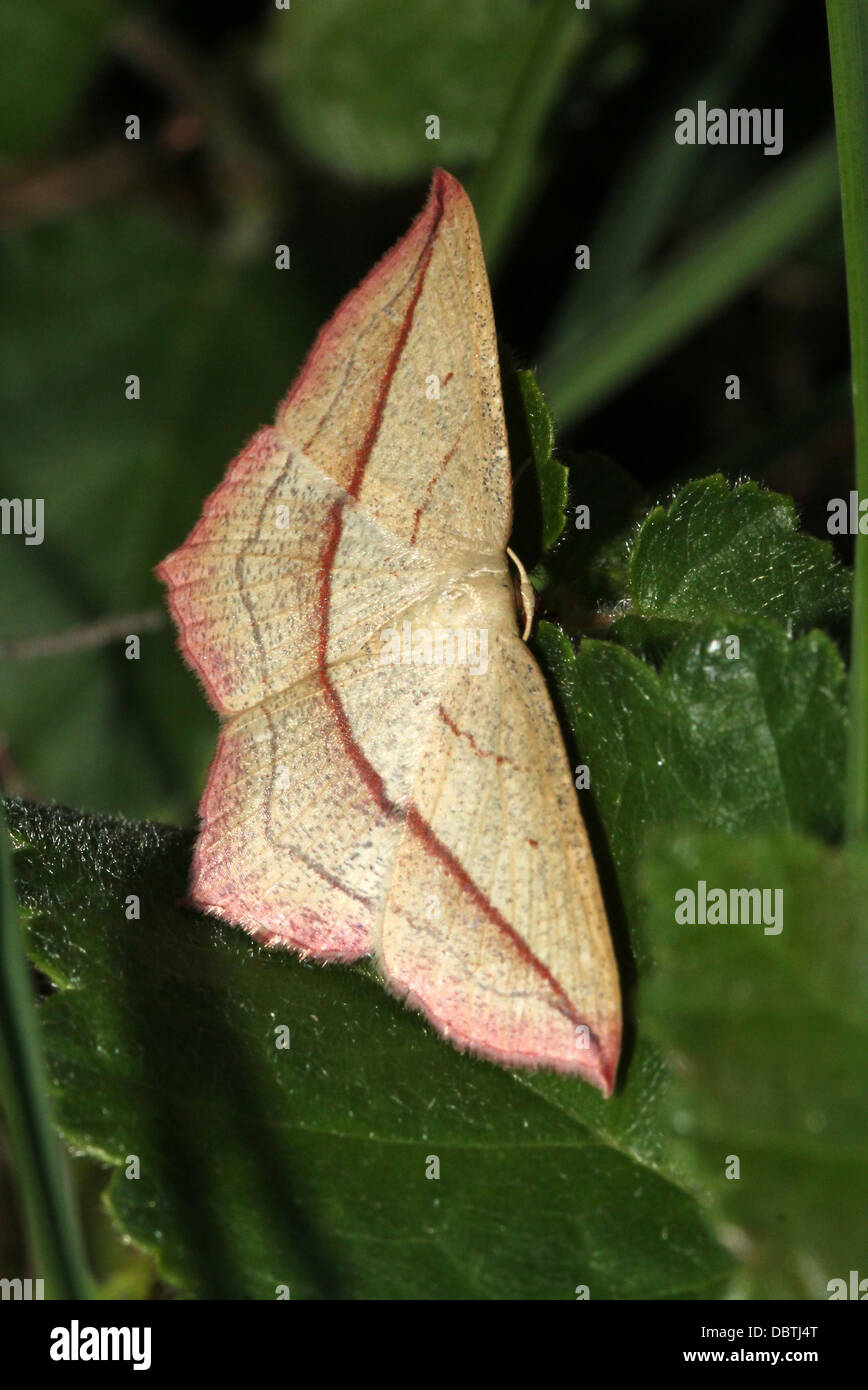 Close-up of the Blood-vein Moth (Timandra comae Stock Photo - Alamy