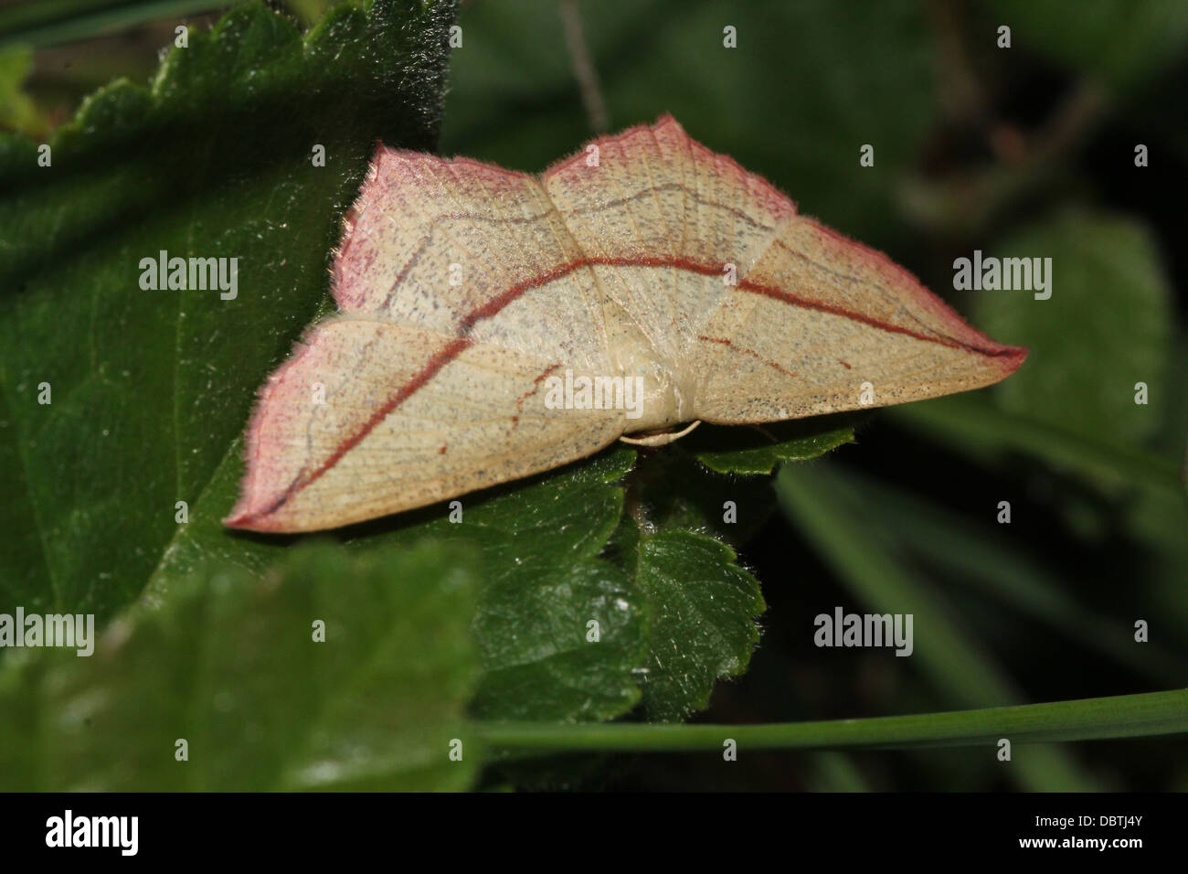 Blood vein moth hi-res stock photography and images - Alamy