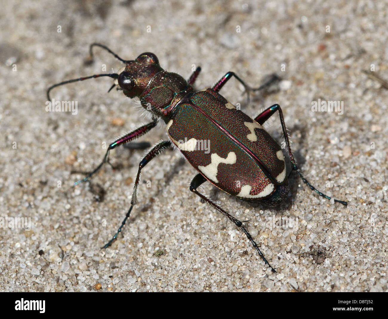 European Northern Dune Tiger Beetle (Cicindela hybrida), seen from ...
