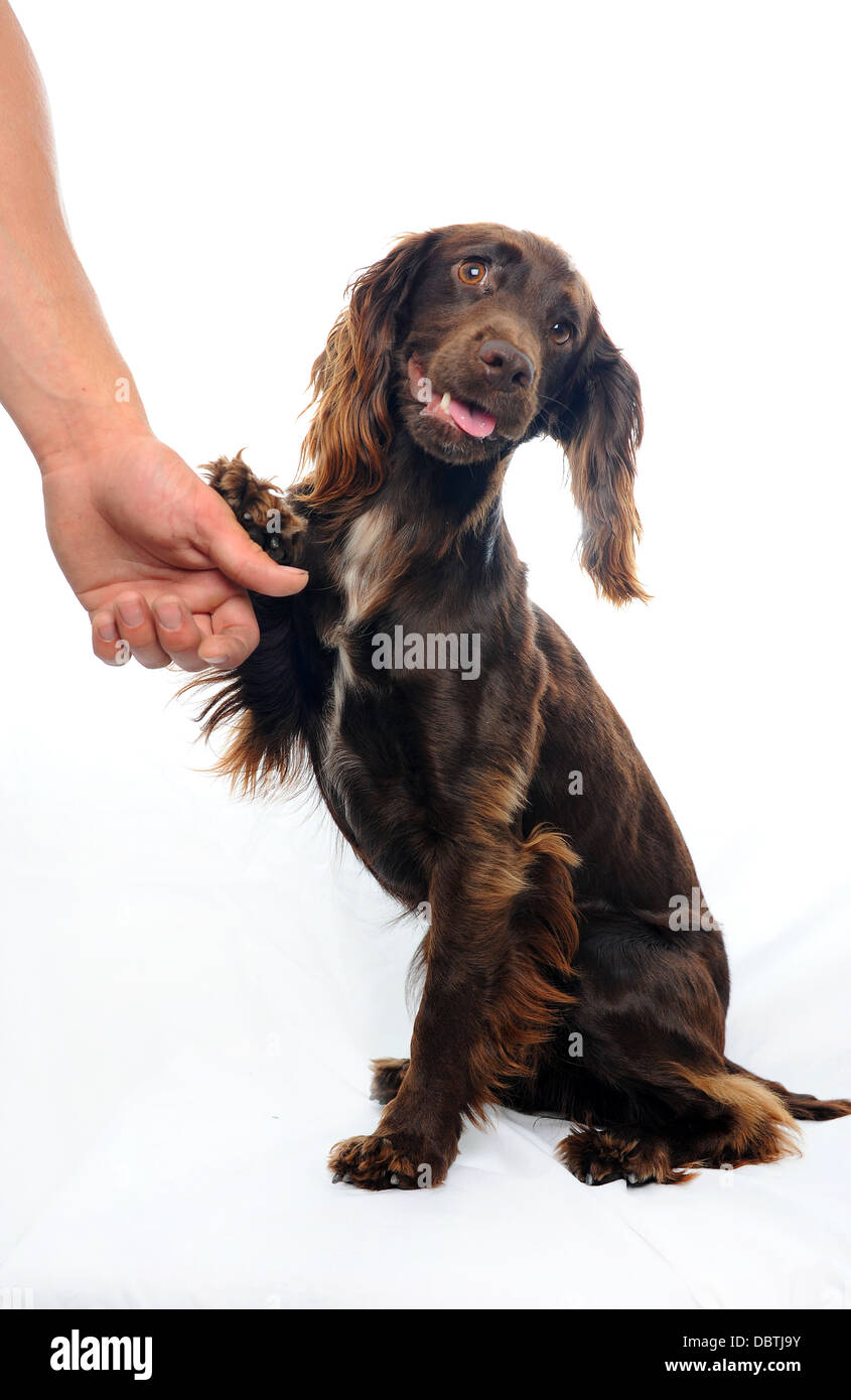 A spaniel photographed in a studio with a white background Stock Photo ...