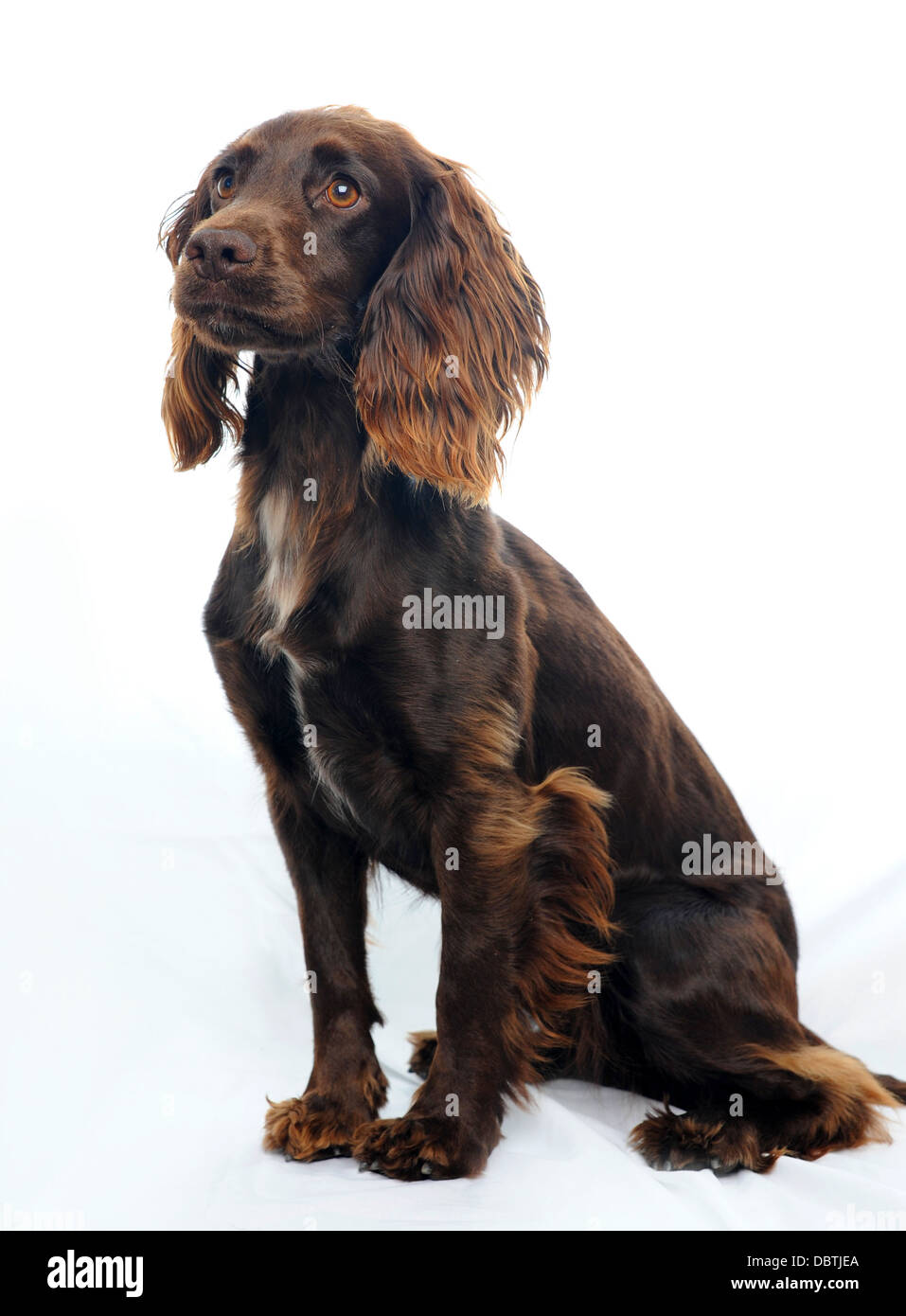 A spaniel photographed in a studio with a white background Stock Photo ...