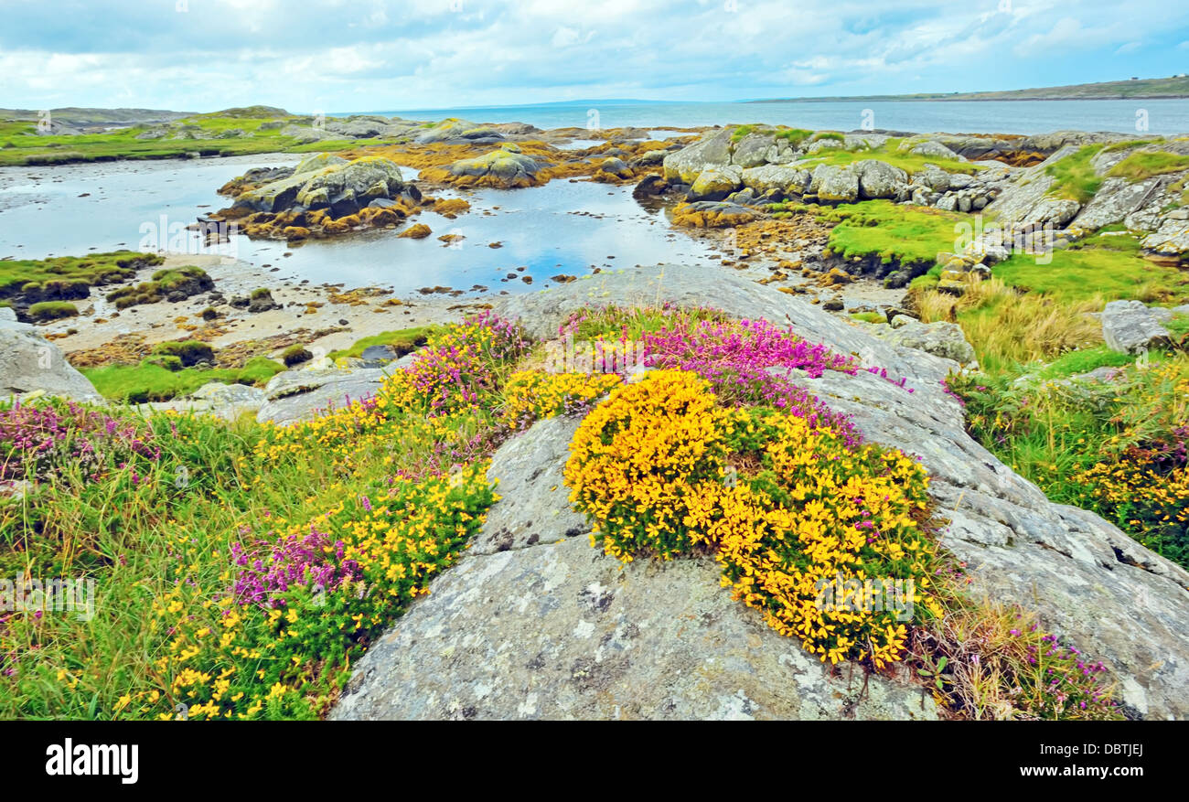 Irish pond hi-res stock photography and images - Alamy
