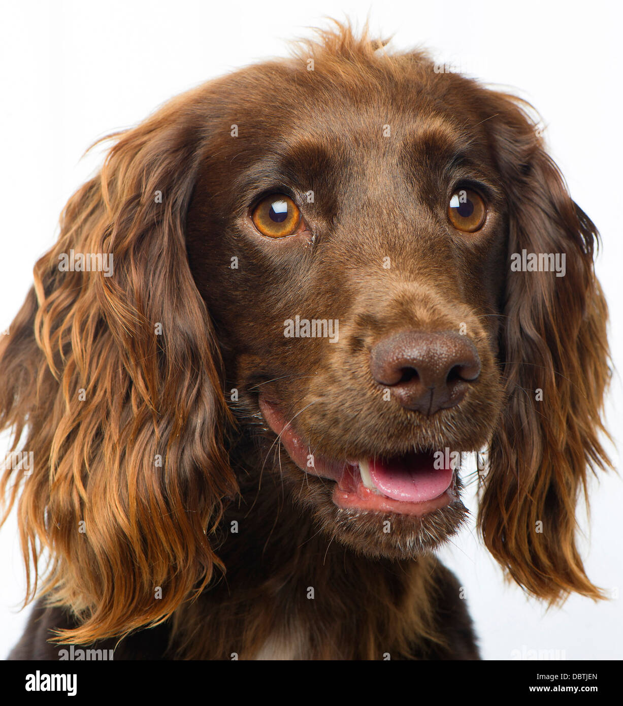 A spaniel photographed in a studio with a white background Stock Photo ...