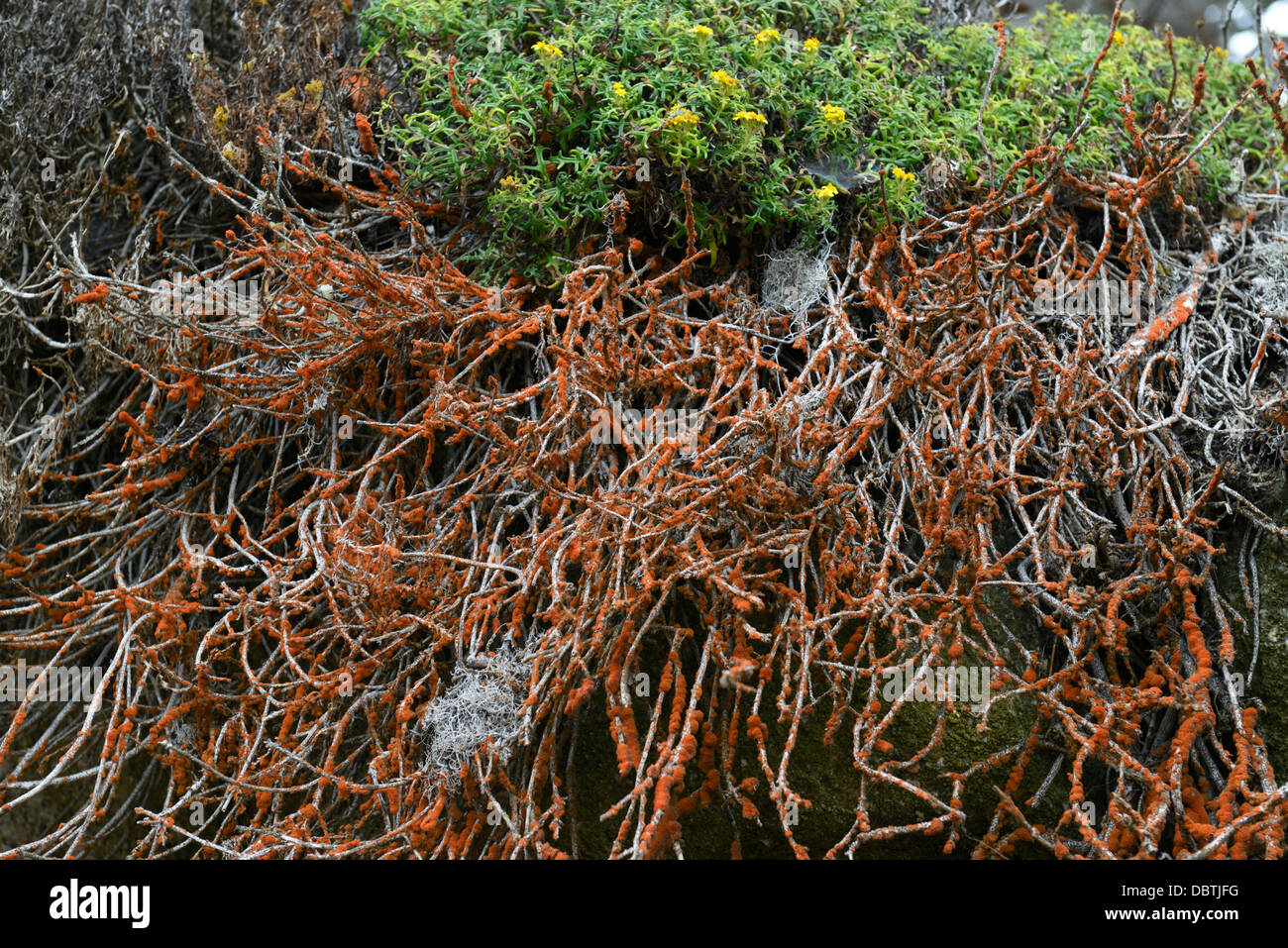 Trentepohlia sp., a green alga growing on Cypress trees, Point Lobos ...