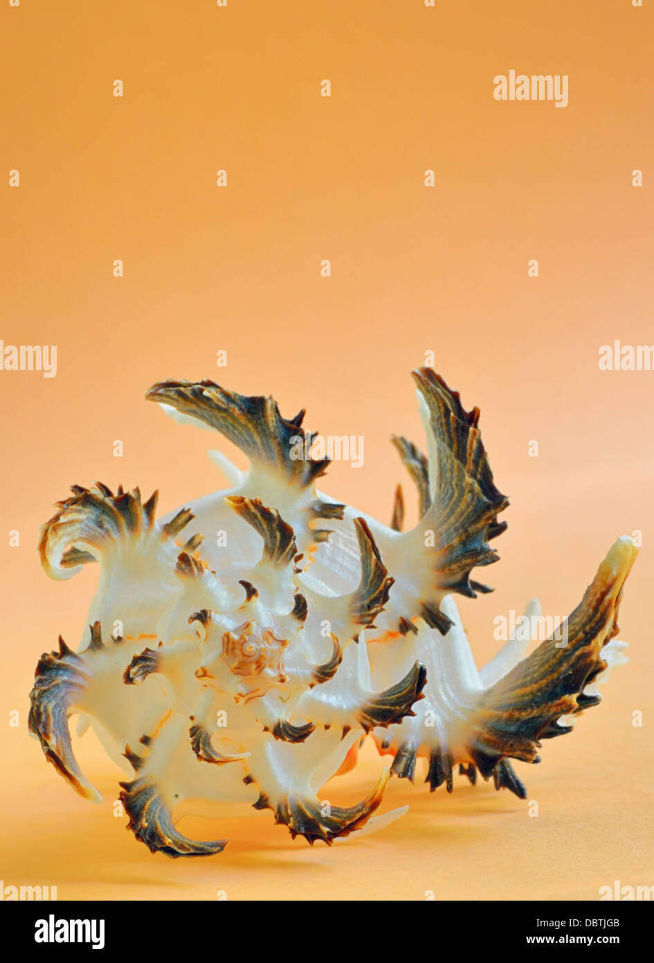 sea shell isolated shoot in studio Stock Photo - Alamy