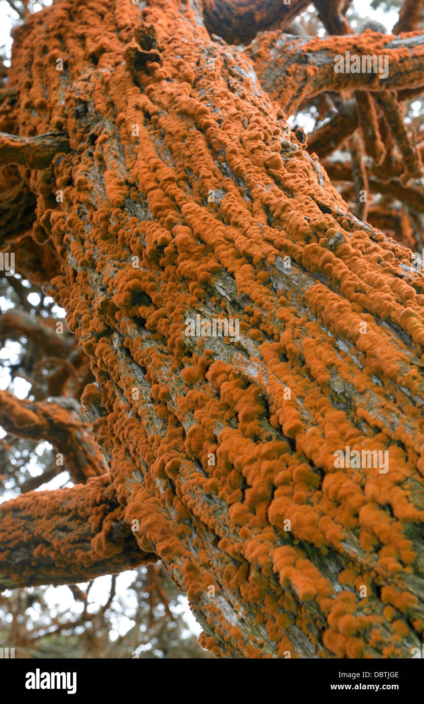 Trentepohlia Trentepohlia Aurea High Resolution Stock Photography and ...
