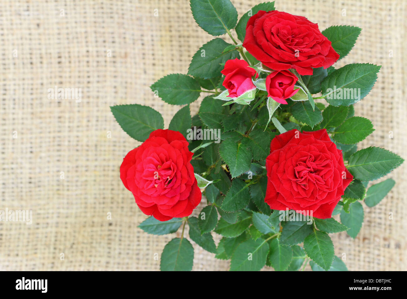 Wild red roses on jute surface with copy space Stock Photo - Alamy
