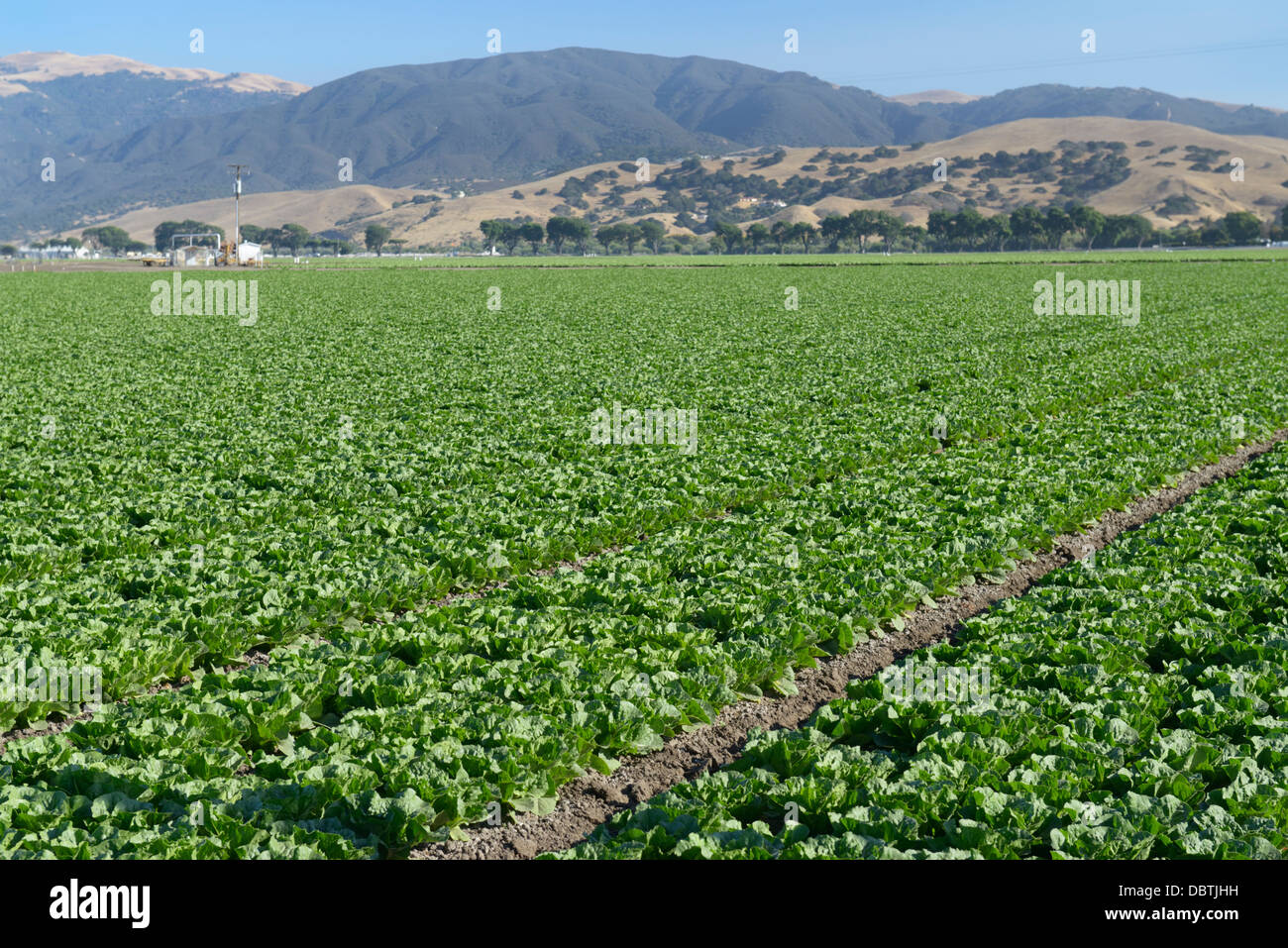 Rows of lettuce, Salinas Valley, central CA Stock Photo - Alamy