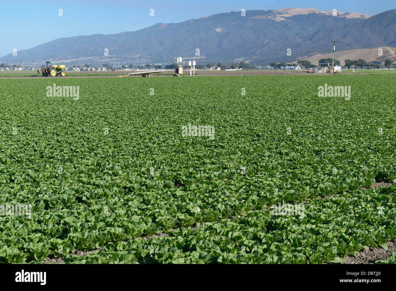 Lettuce field hi-res stock photography and images - Alamy