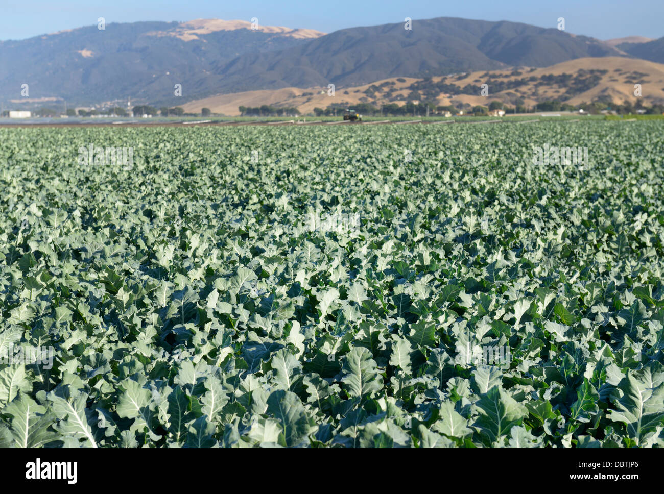 Kale field hi-res stock photography and images - Alamy