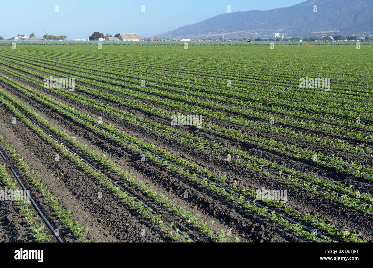 Rows of young crops, Salinas Valley, central CA Stock Photo - Alamy