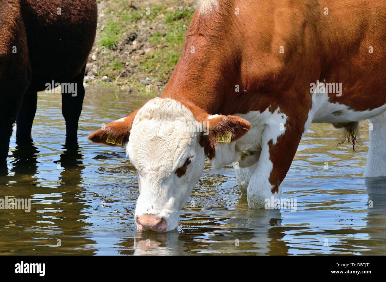 Cow standing in river drinking water Surrey UK Stock Photo: 58933953 ...