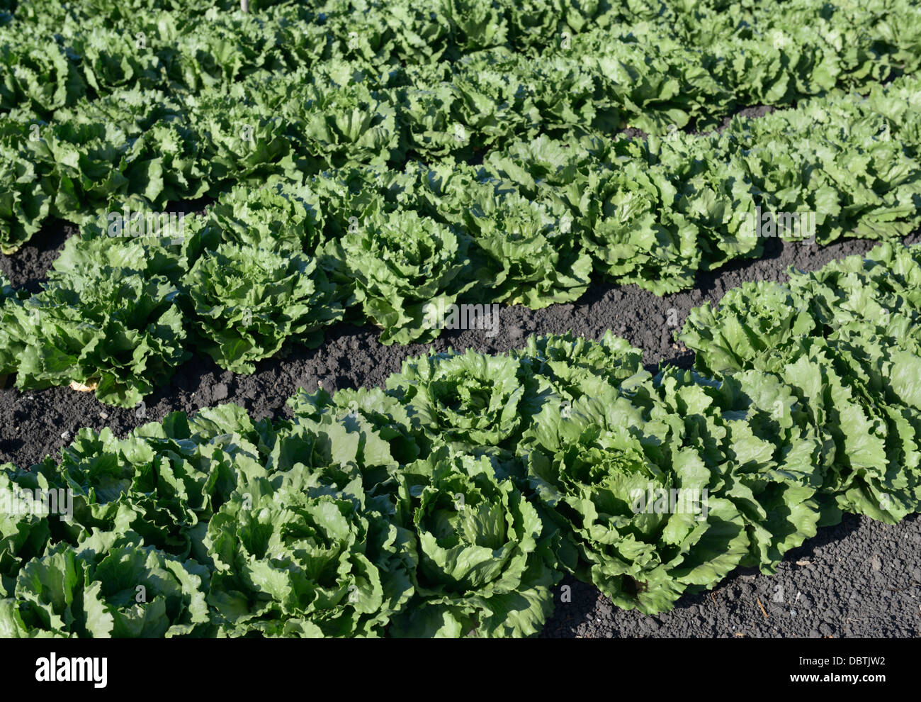 Rows of lettuce, Salinas Valley, central CA Stock Photo - Alamy