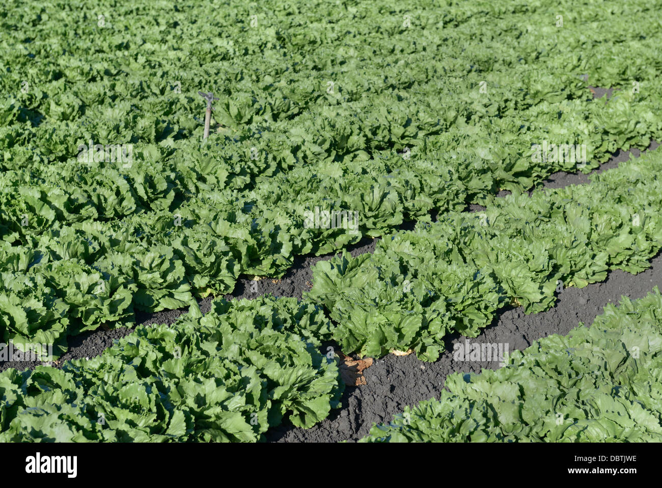 Lettuce rows hi-res stock photography and images - Alamy