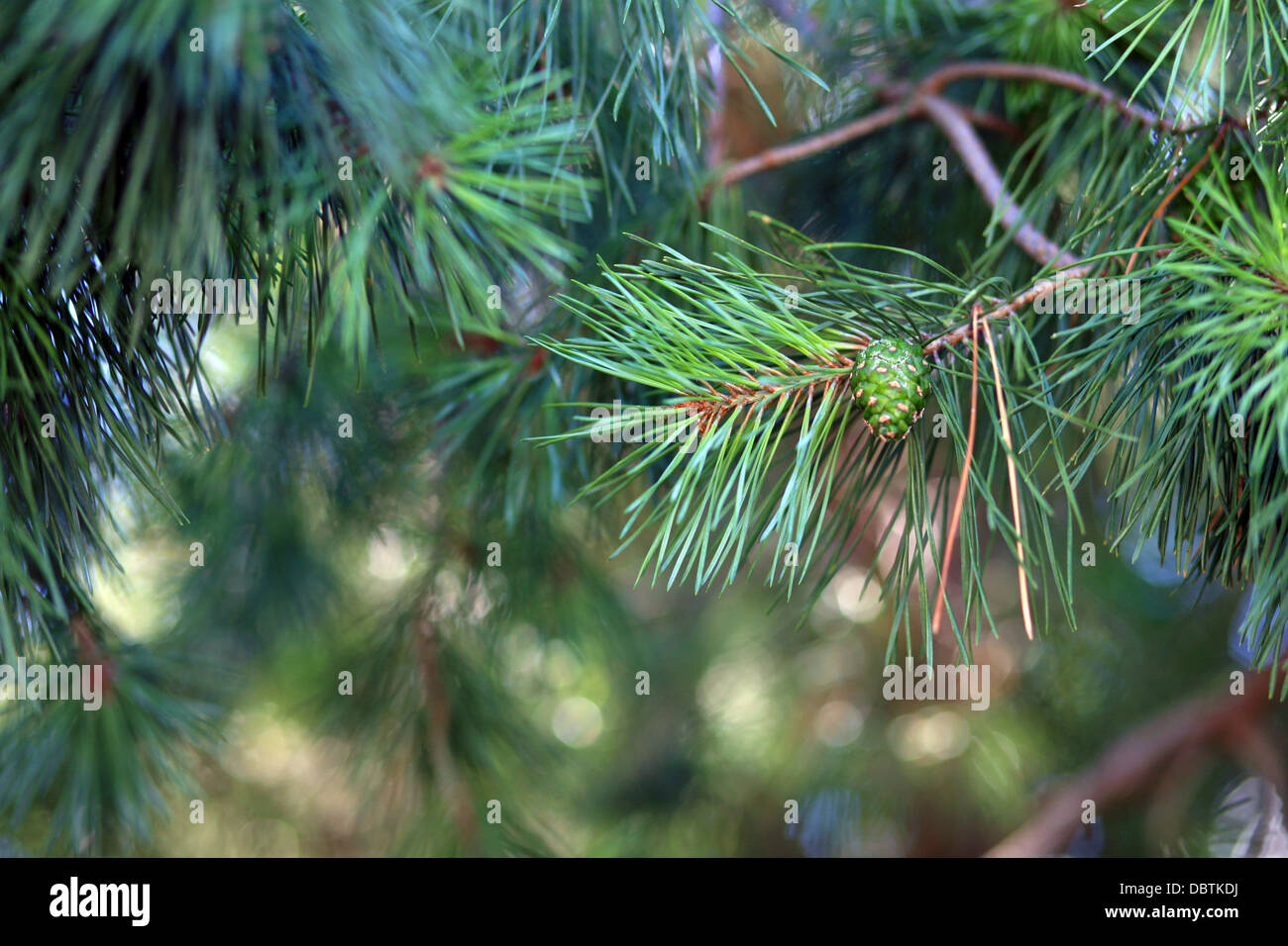 Immature pine cone hi-res stock photography and images - Alamy