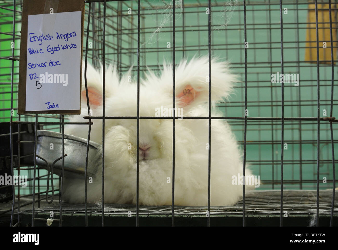 English Angora caged rabbit laying down Stock Photo - Alamy
