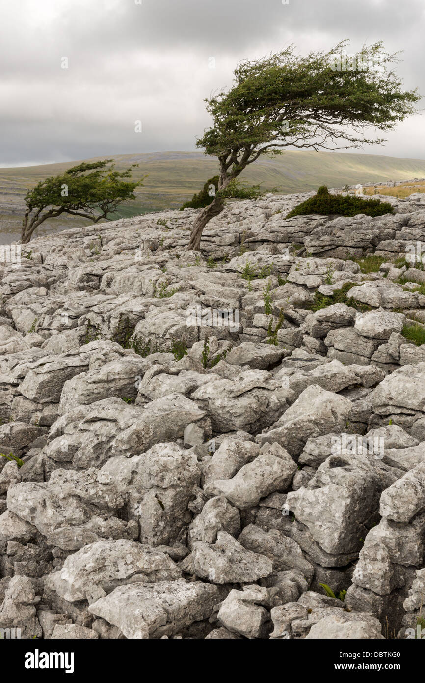 Wind blown tree hi-res stock photography and images - Alamy