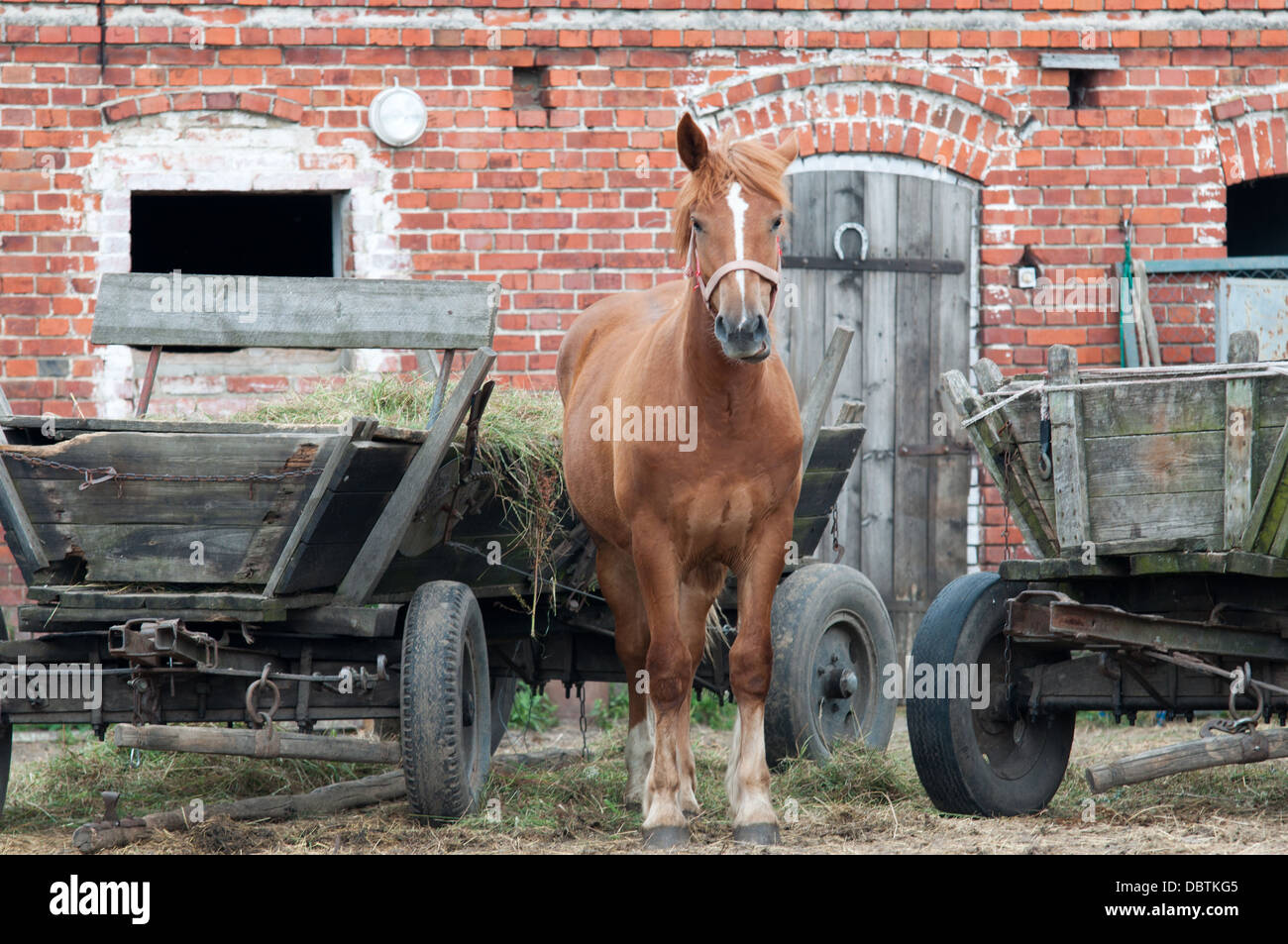 horse in a corral with a red barn Stock Photo - Alamy