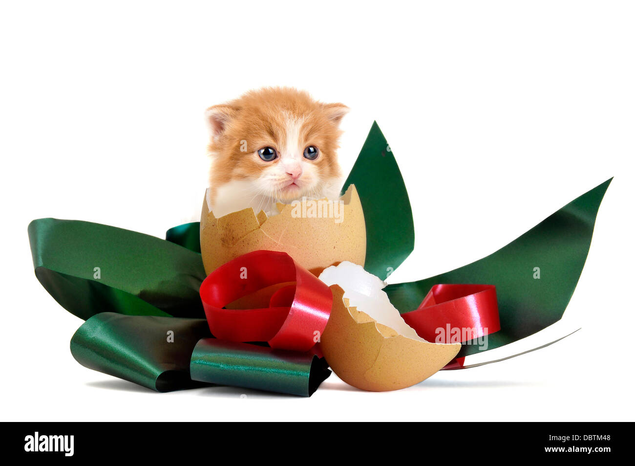 Cute baby cat inside an egg shell in Christmas isolated in white Stock ...