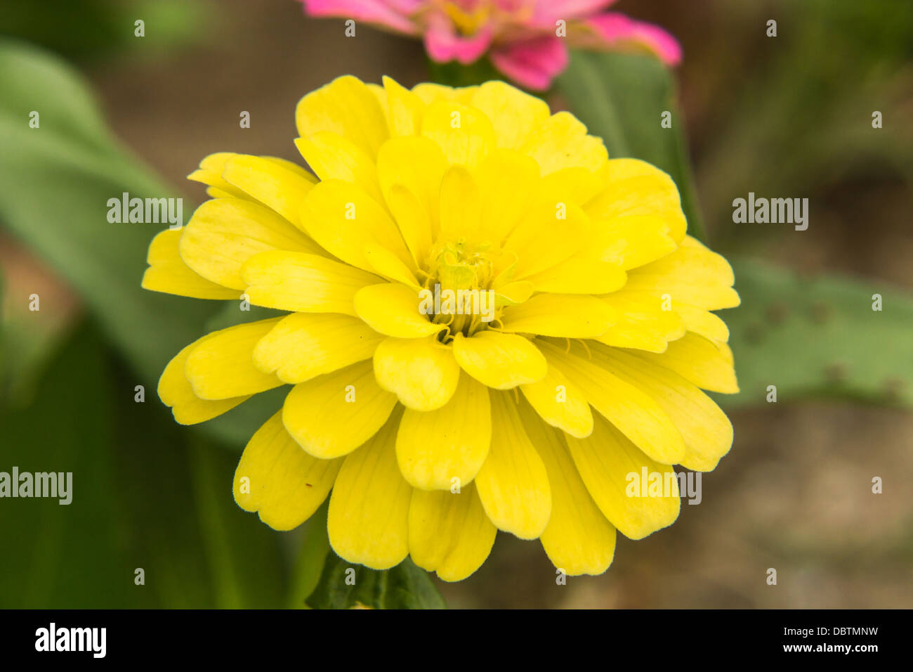 Macro Yellow Straw flower Stock Photo - Alamy
