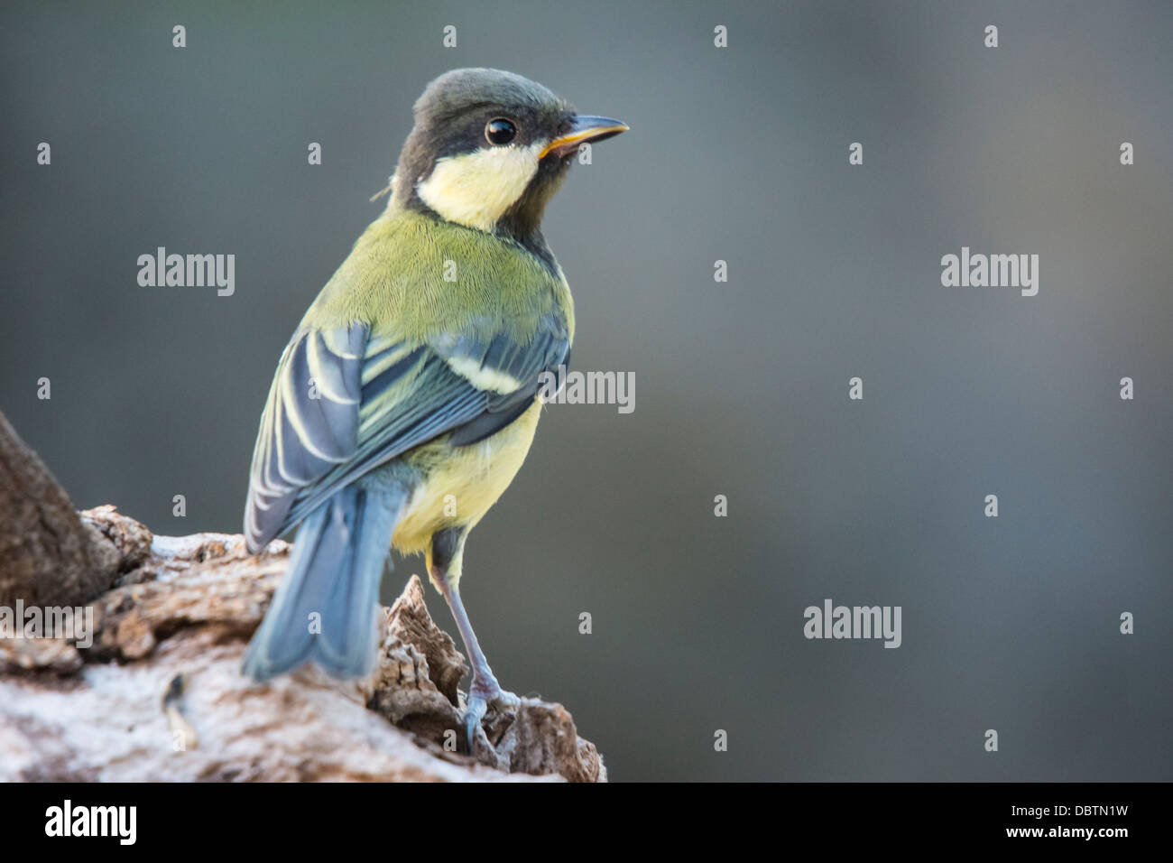 Parus major hi-res stock photography and images - Alamy