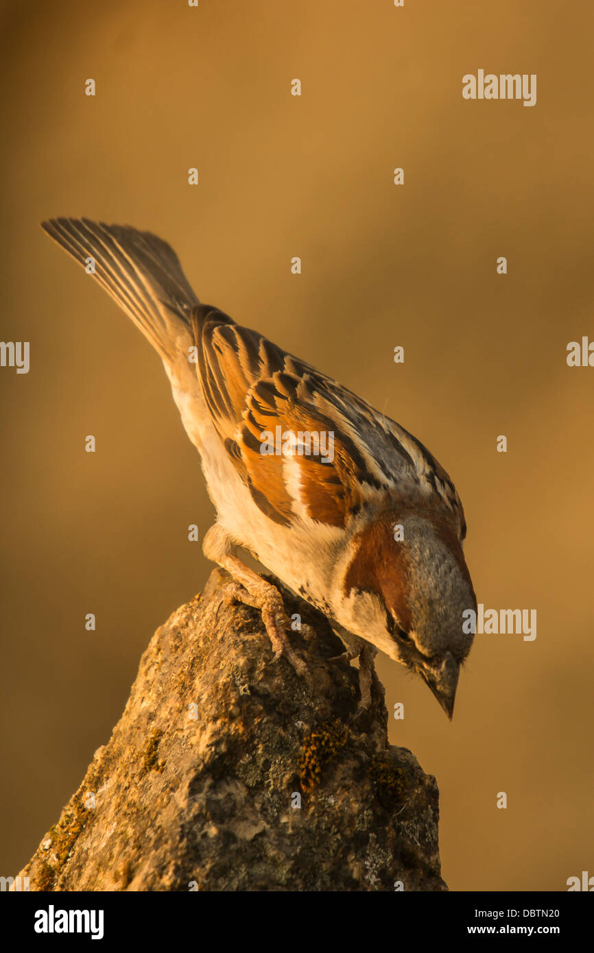 Passer domesticus side view hi-res stock photography and images - Alamy