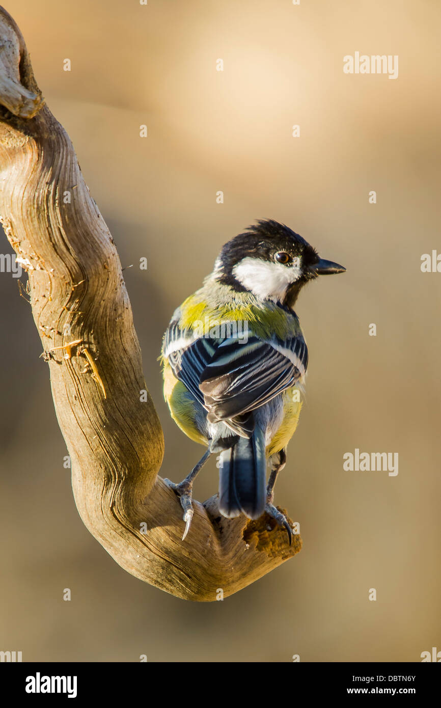 Parus major hi-res stock photography and images - Alamy